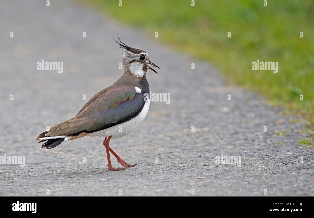 Vanellus vanellus, Lapwing at RSPB Balranold Stock Photo - Alamy