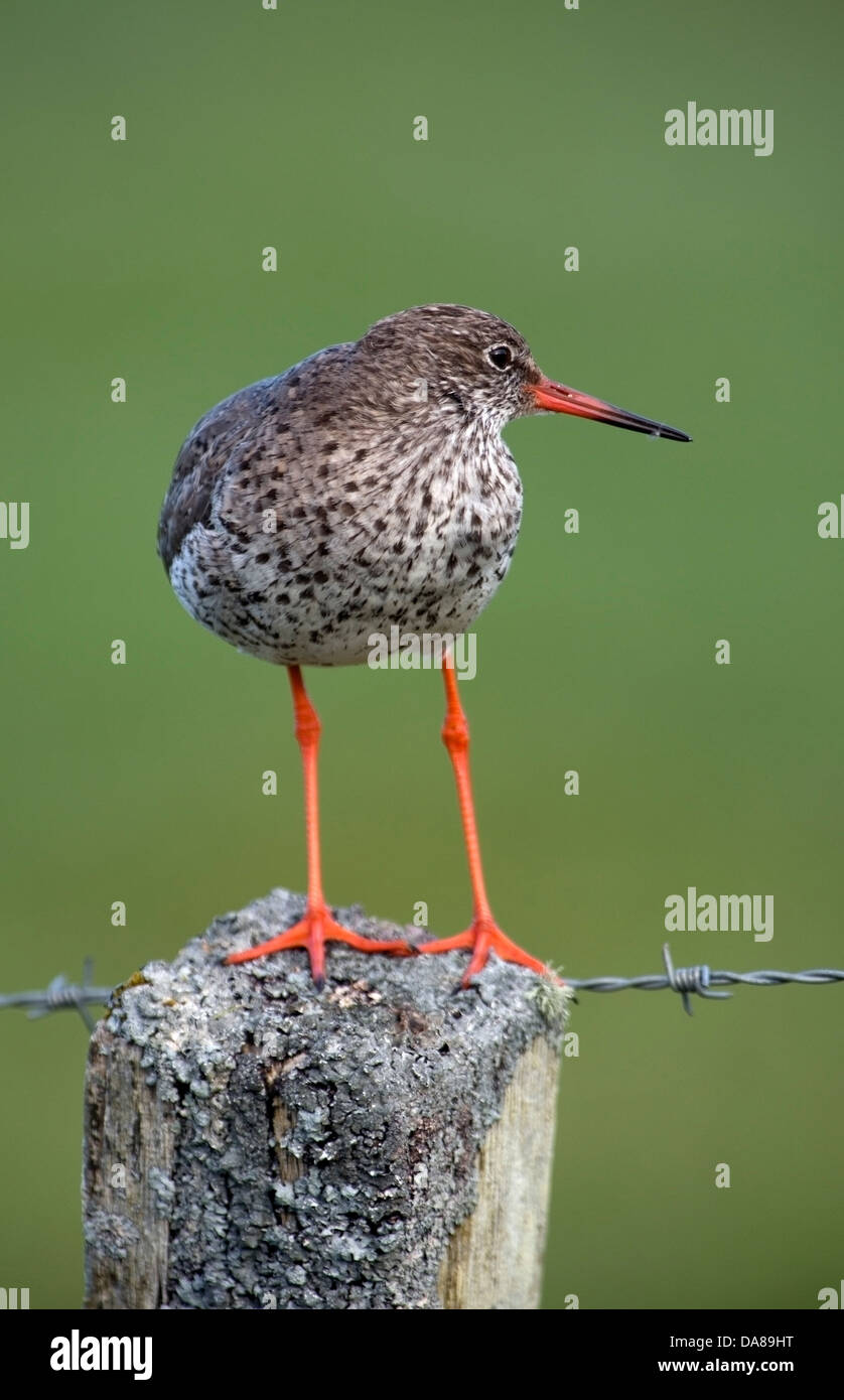 Redshank scotland hi-res stock photography and images - Alamy