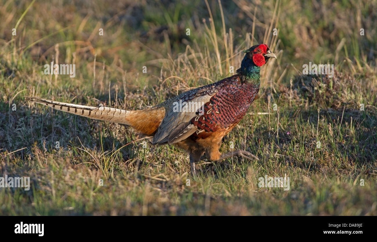 Phasianus colchicus, Pheasant in early evening light as the sun sets ...