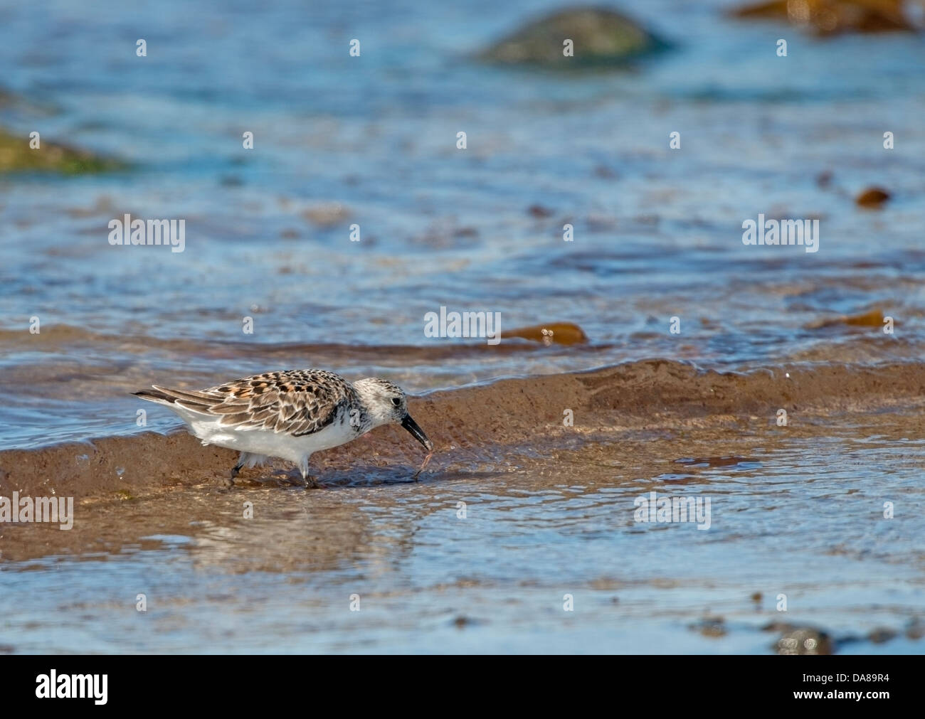 Sanderling (Calidris alba) in summer plumage, feeding on beach at ...