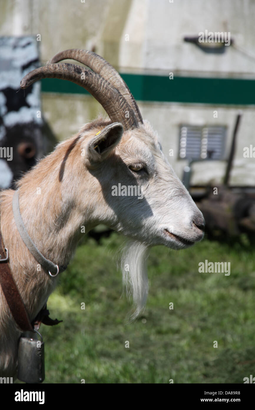 a goat chilling in the sun with a bell on, lying down on green grass ...