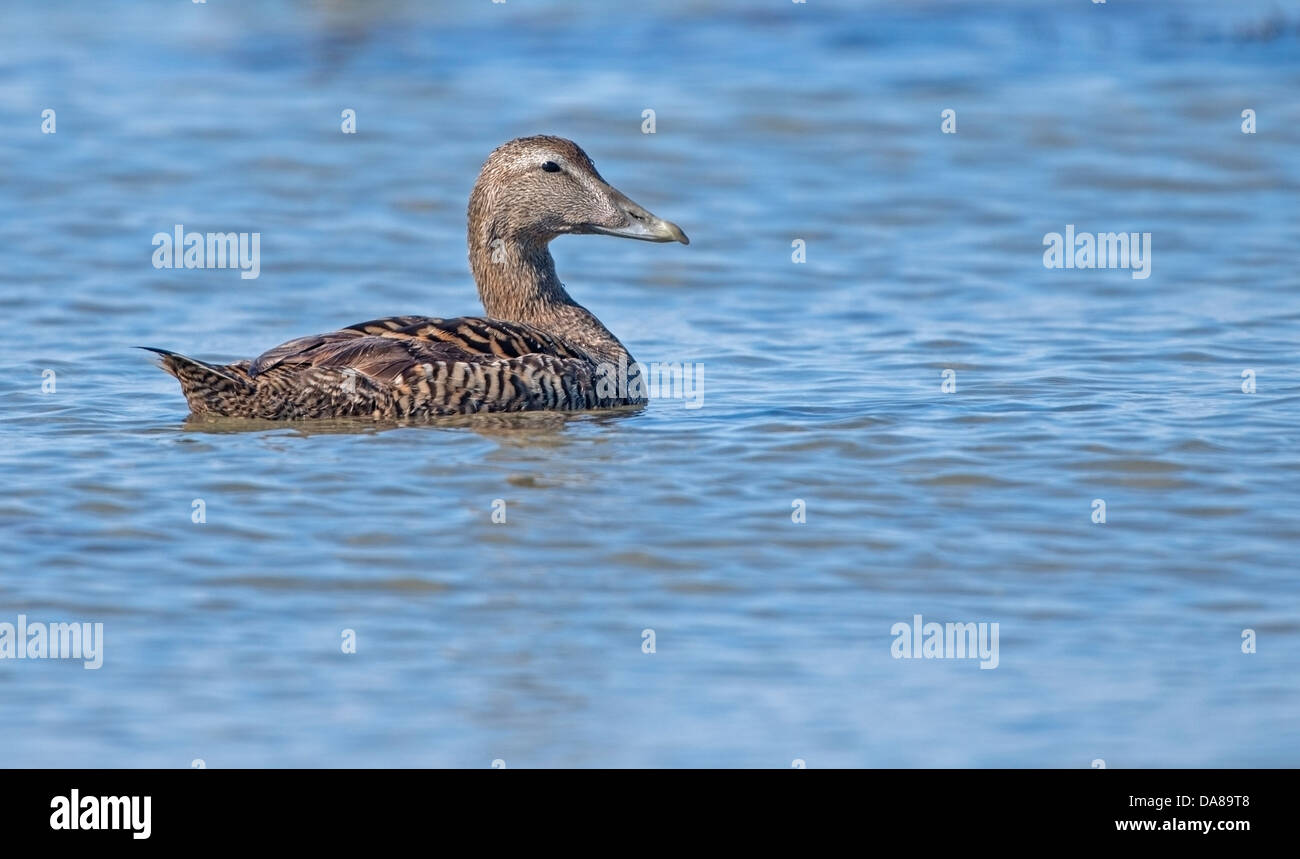 Somateria mollissima, Female Eider Duck "Stinky Bay" Outer Hebrides ...