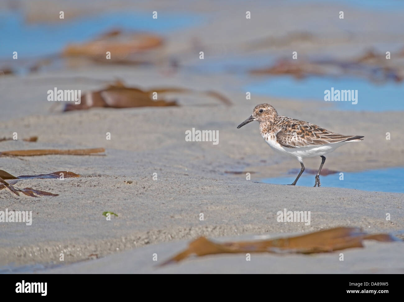 Sanderling (Calidris alba) in summer plumage Stinky Bay Outer Hebrides ...