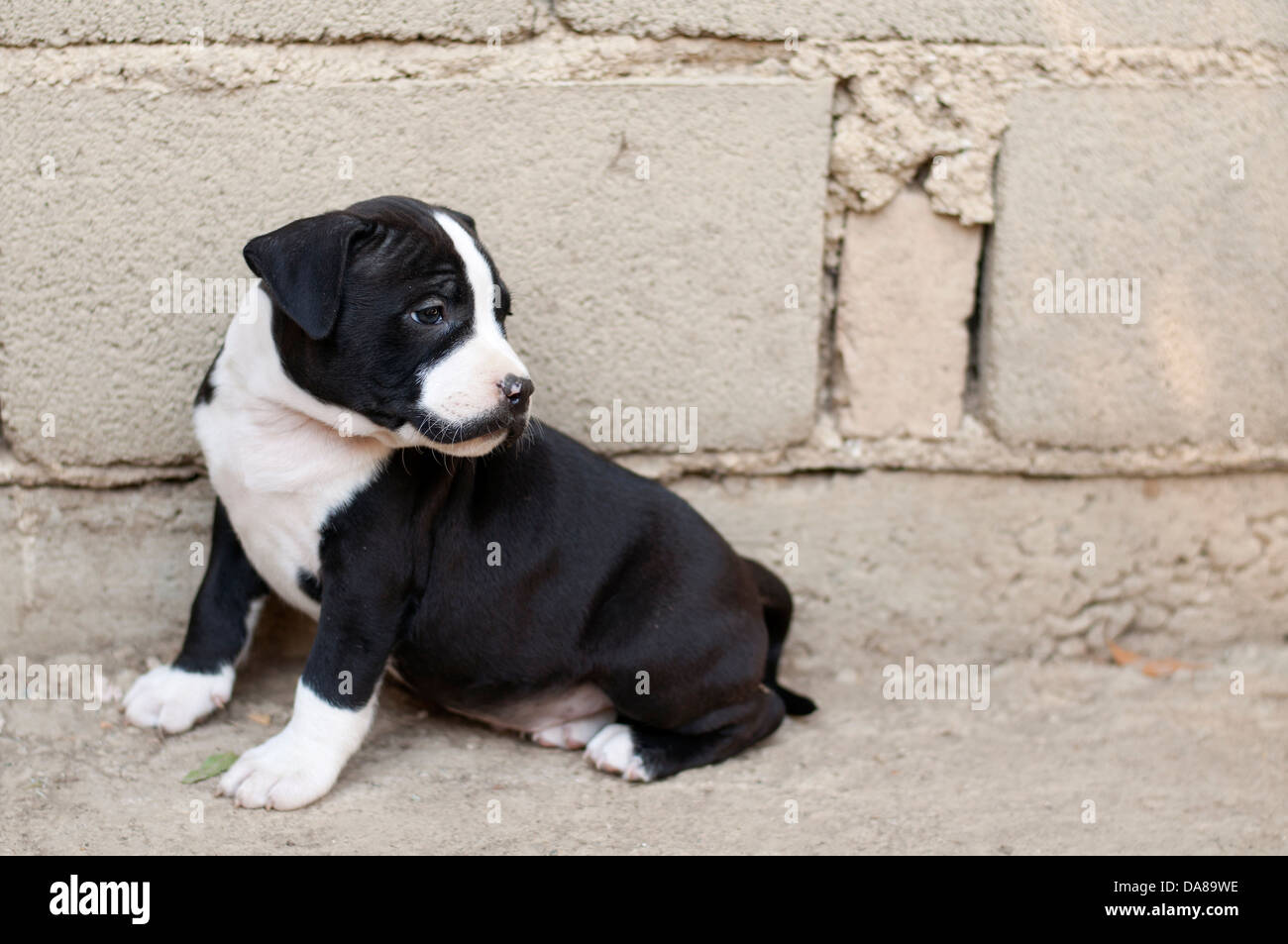 adorable purebred puppy Stock Photo - Alamy