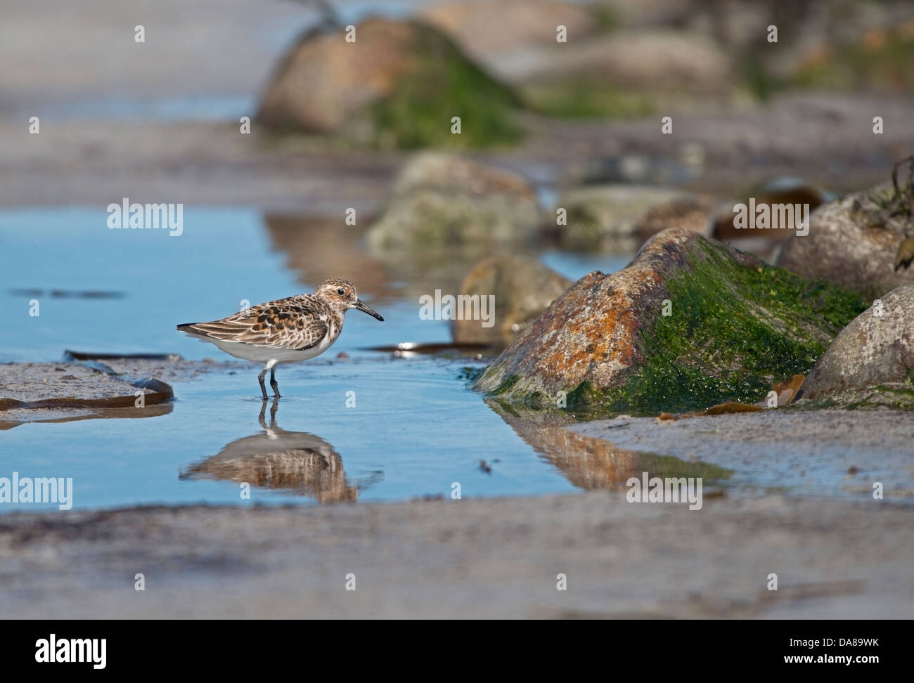 Calidris alba, Sanderling in summer plumage Stinky Bay Outer Hebrides ...