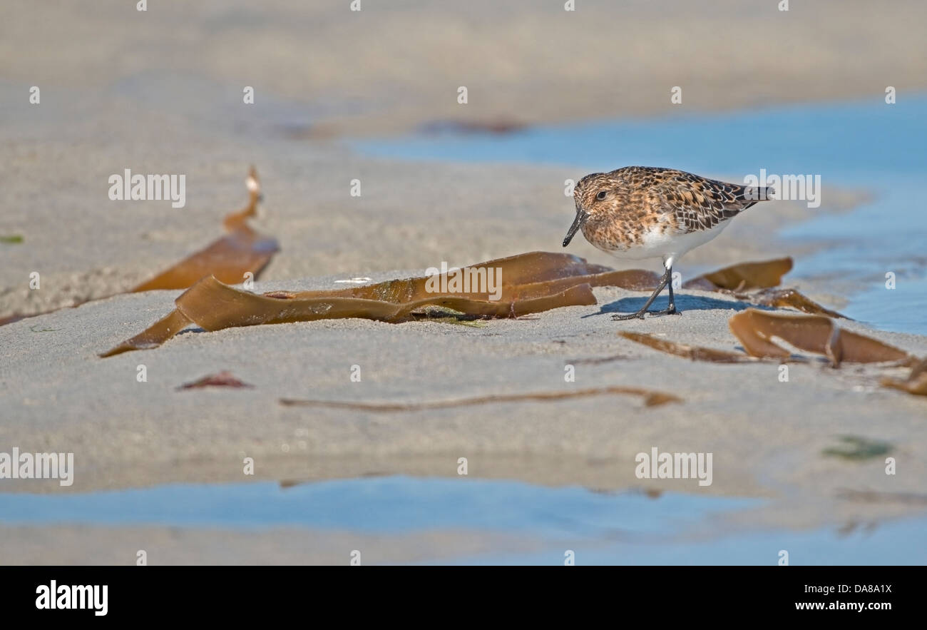 Stinky pools hi-res stock photography and images - Alamy