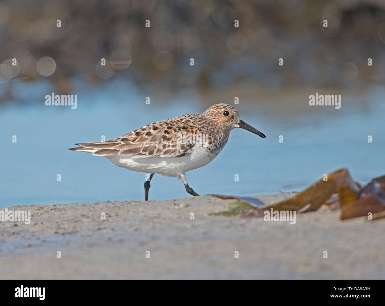 Calidris alba, Sanderling in summer plumage Stinky Bay Outer Hebrides ...