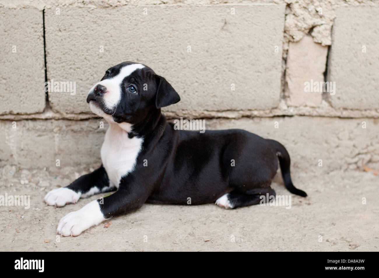 adorable purebred puppy Stock Photo - Alamy