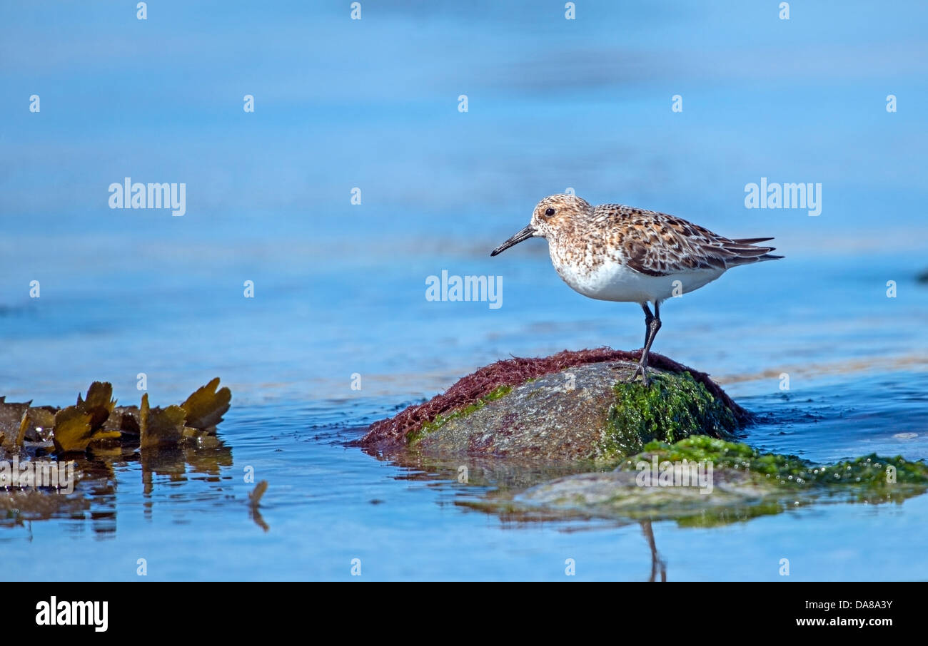 Calidris alba, Sanderling in summer plumage Stinky Bay Outer Hebrides ...