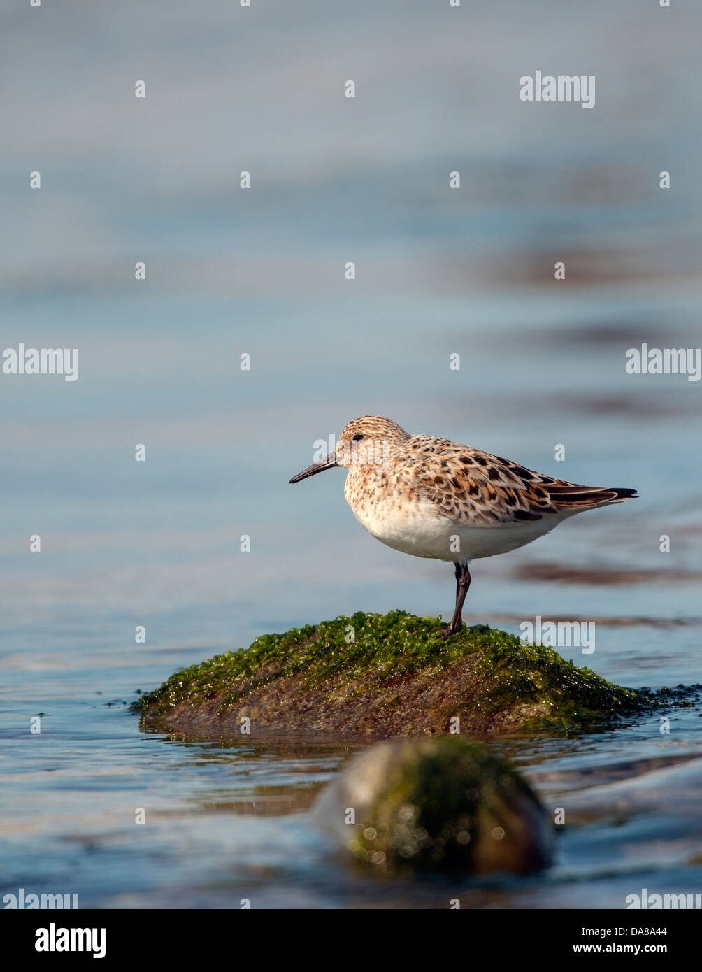 Calidris alba, Sanderling in summer plumage taking a break form feeding ...