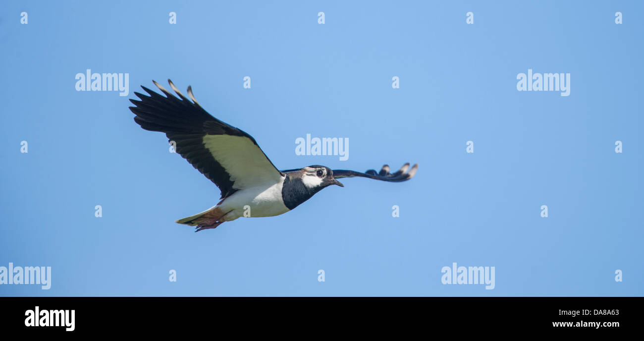 Vanellus vanellus, Lapwing in flight during a courtship display Stock ...