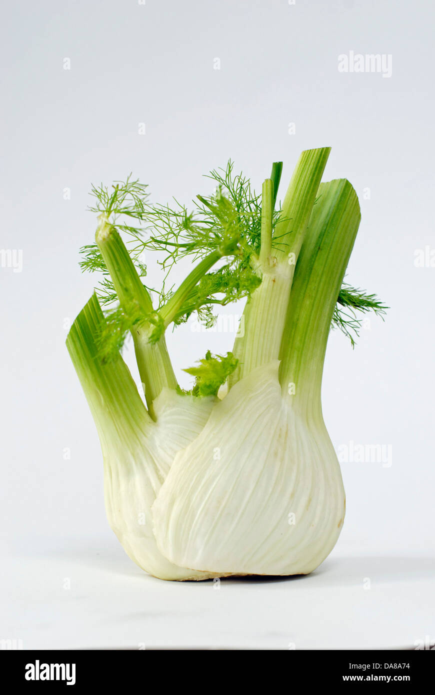 A bulb of fennel Stock Photo - Alamy
