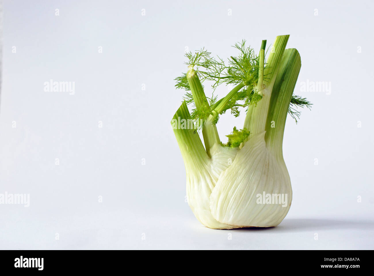 A bulb of fennel Stock Photo - Alamy
