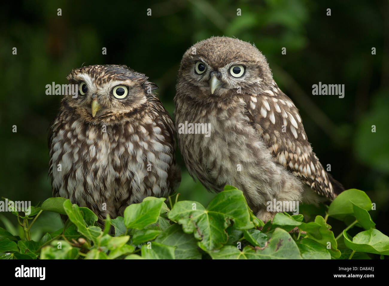 Pair of Little Owls (Athene Noctua) on a hedge Stock Photo - Alamy
