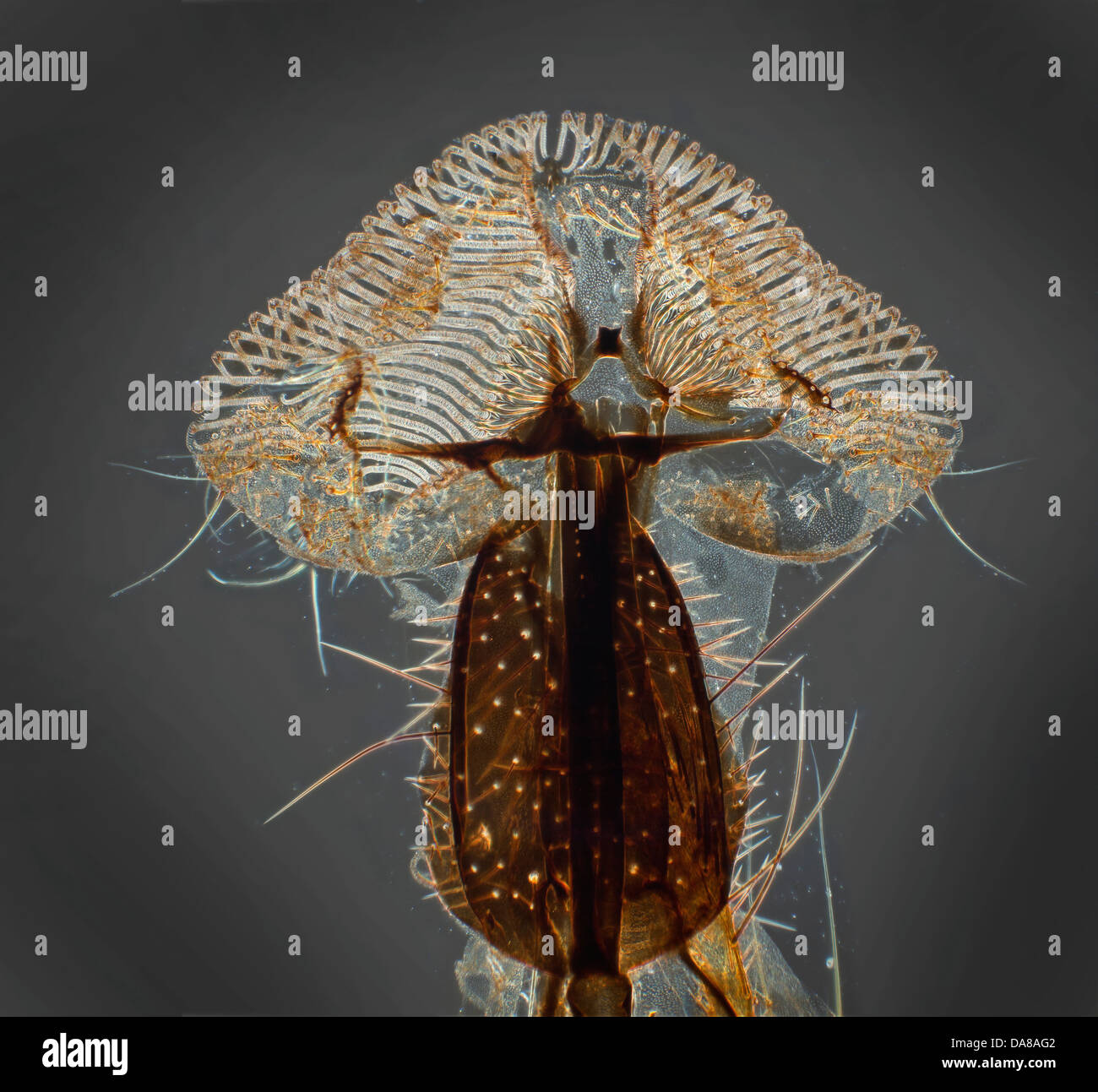 Mouth parts hi-res stock photography and images - Alamy