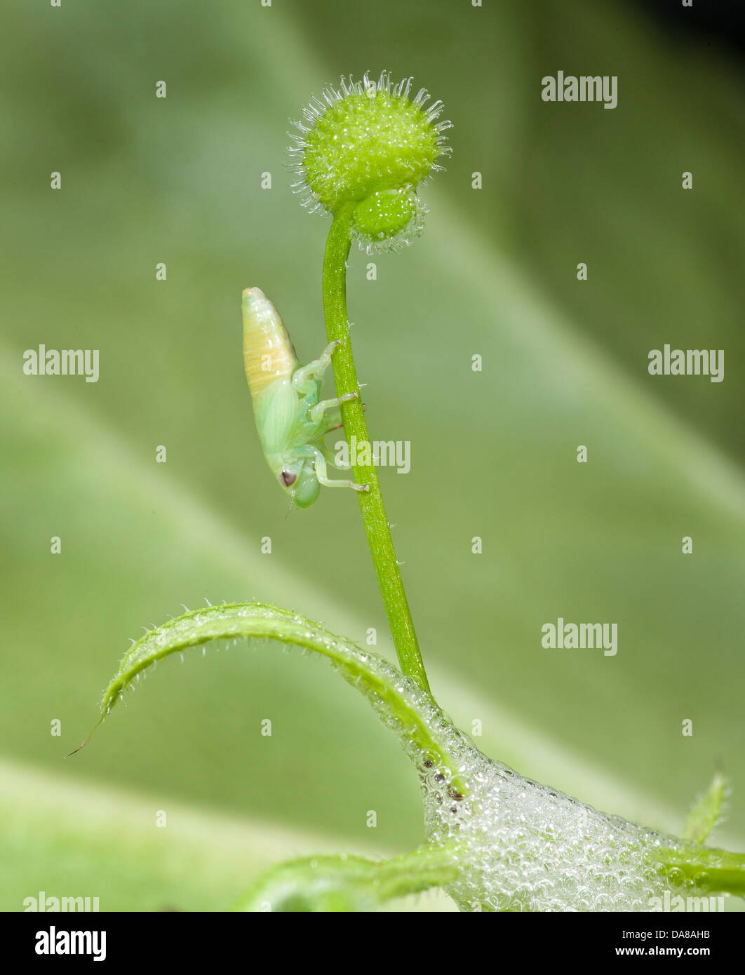 Nymphal form of spittlebug encased in foam for protection and moisture ...