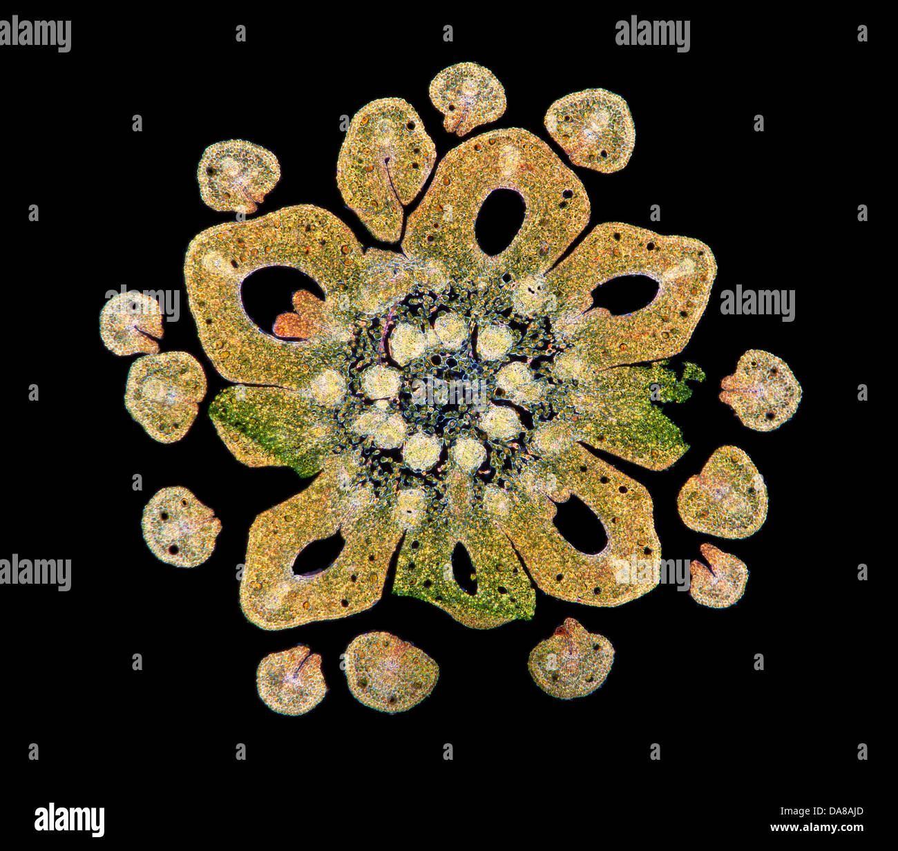Darkfield photomicrograph, micrograph, Pussy Willow flower & petiole ...