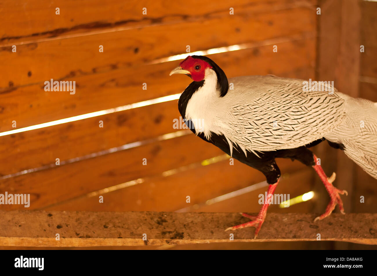 Silver pheasant hi-res stock photography and images - Alamy