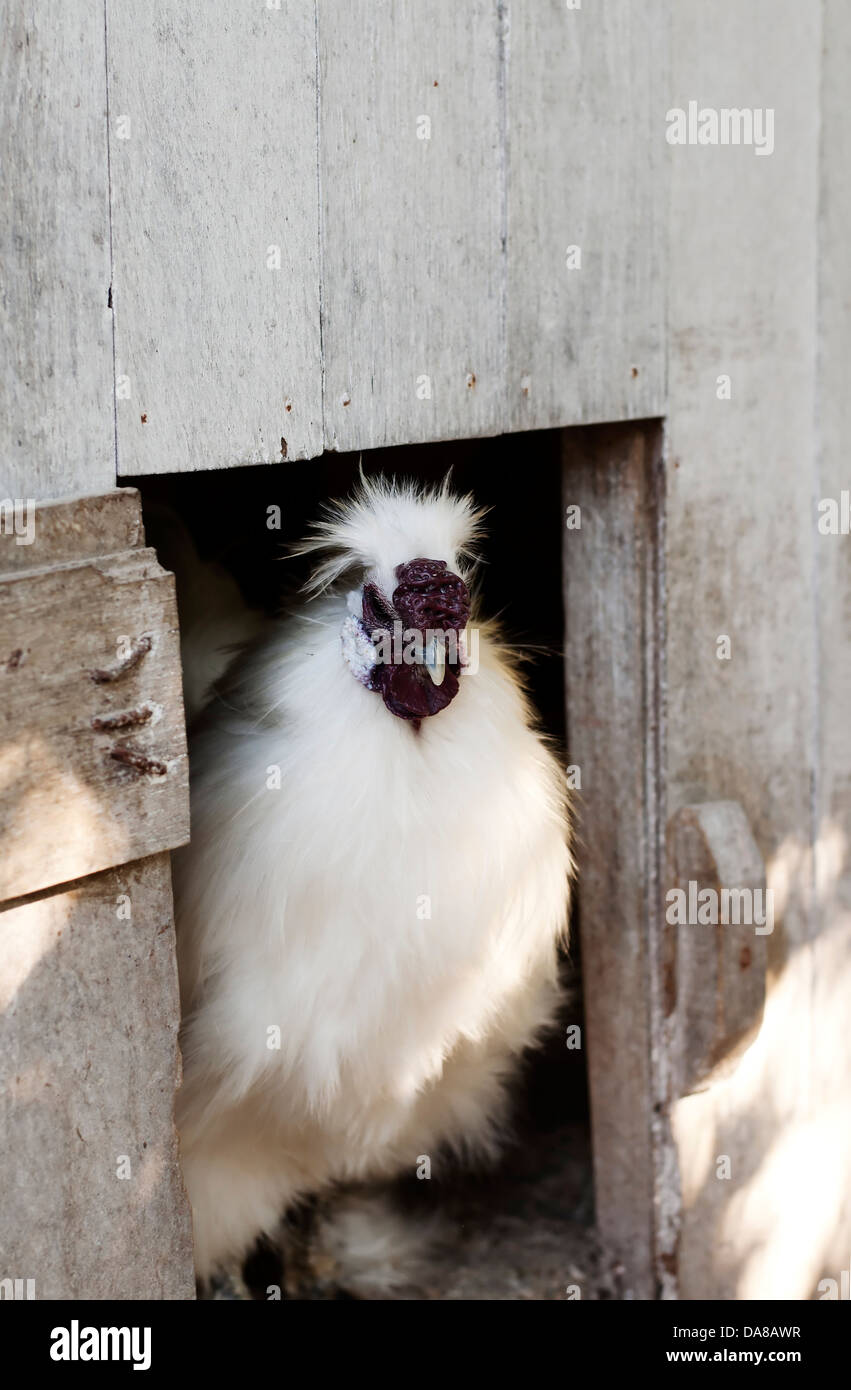 Silkie hen hi-res stock photography and images - Alamy