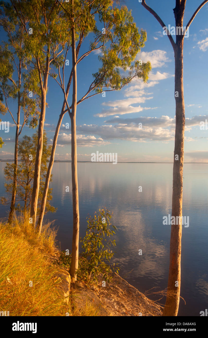 Eucalyptus / gum trees on shore of Lake Maraboon at sunset Near Emerald ...