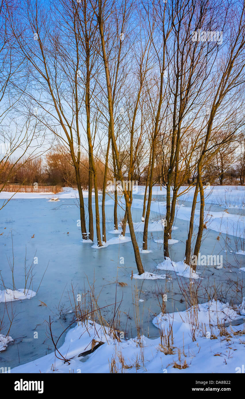 Wild Bog. Russian Nature In Winter Stock Photo - Alamy