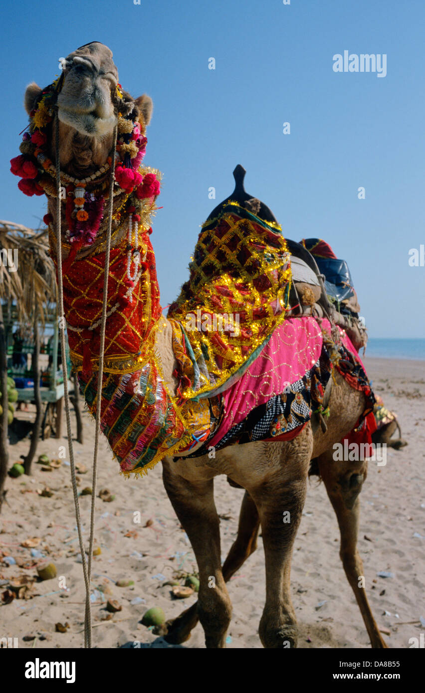 Mandvi beach hi-res stock photography and images - Alamy