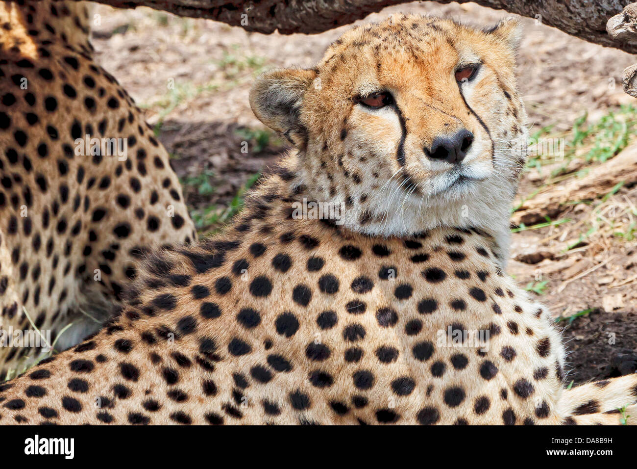 Cheetah under a tree hi-res stock photography and images - Alamy