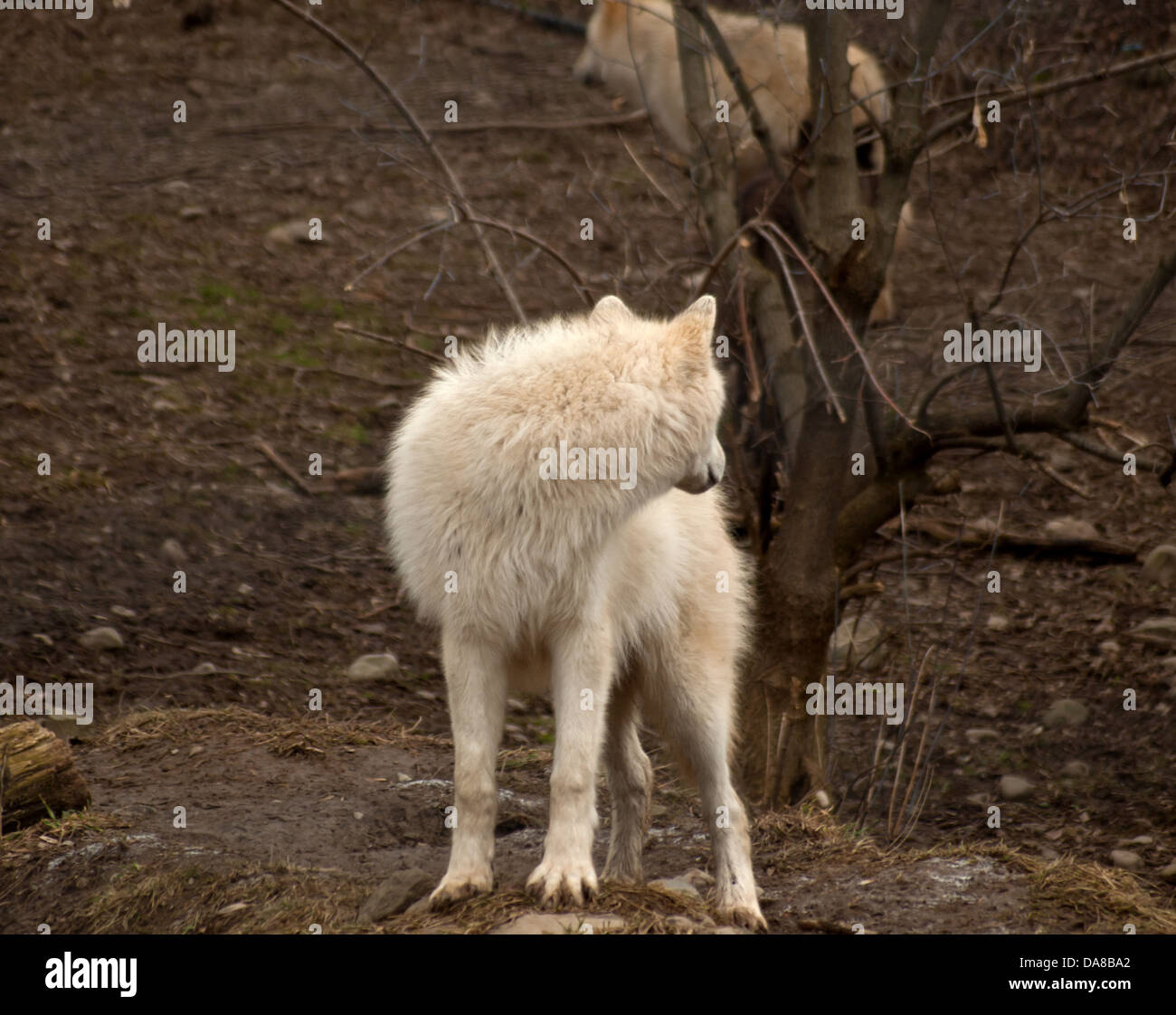 grey wolf looking at another wolf behind him Stock Photo - Alamy