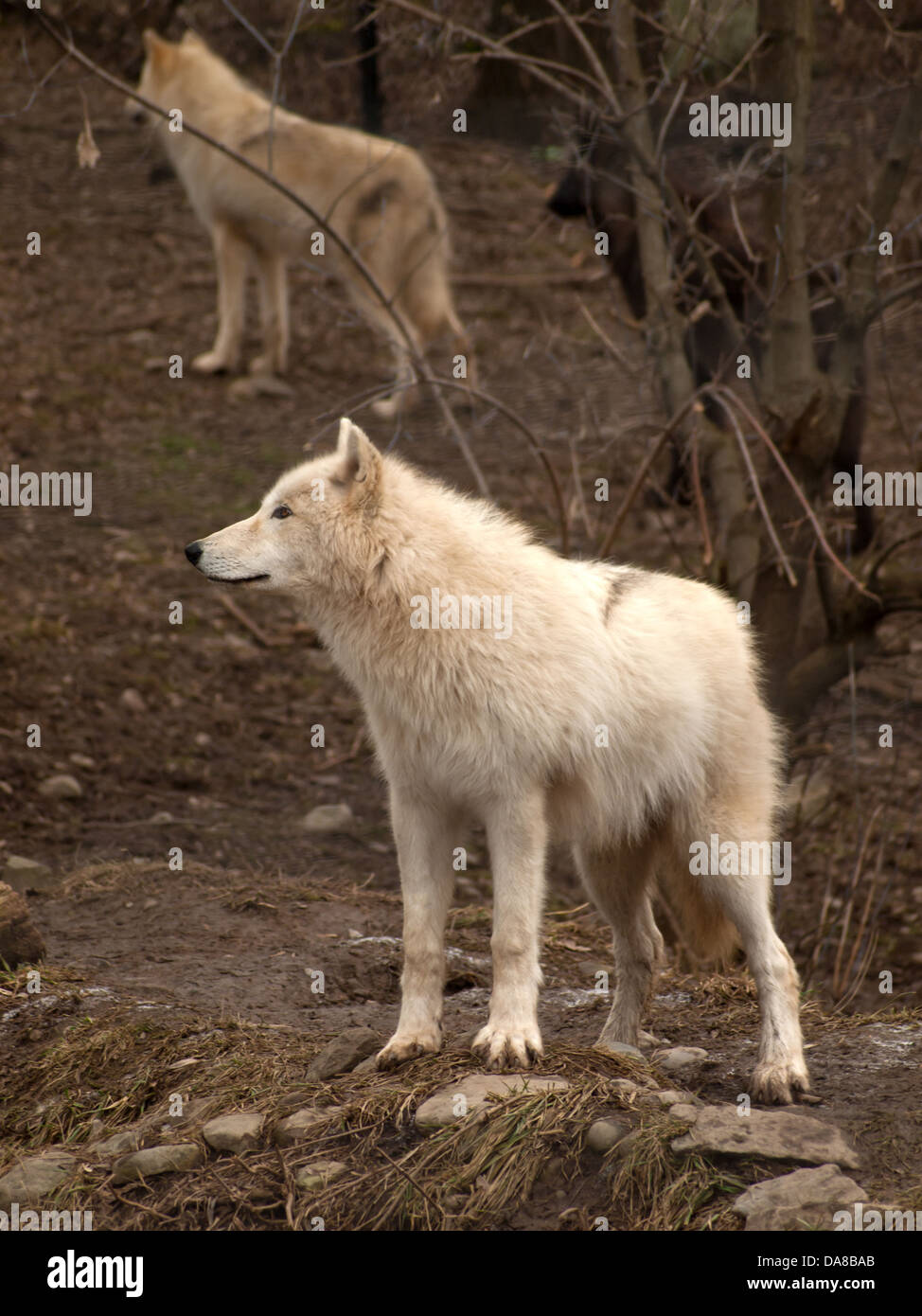 beautiful grey wolf with a tan and black wolf in woods behind him Stock ...