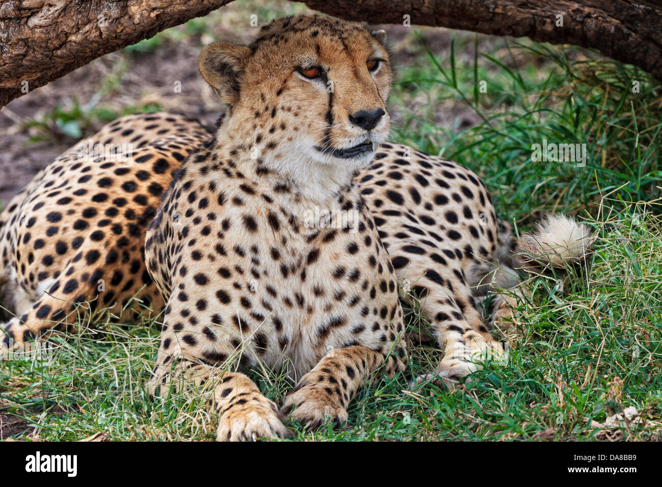 Cheetah on a trunk hi-res stock photography and images - Alamy