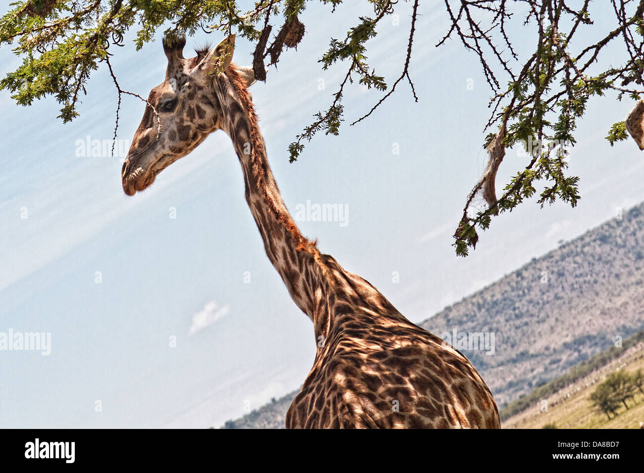 Giraffe exhibiting its magnificent long neck in the Masai Mara, Kenya ...