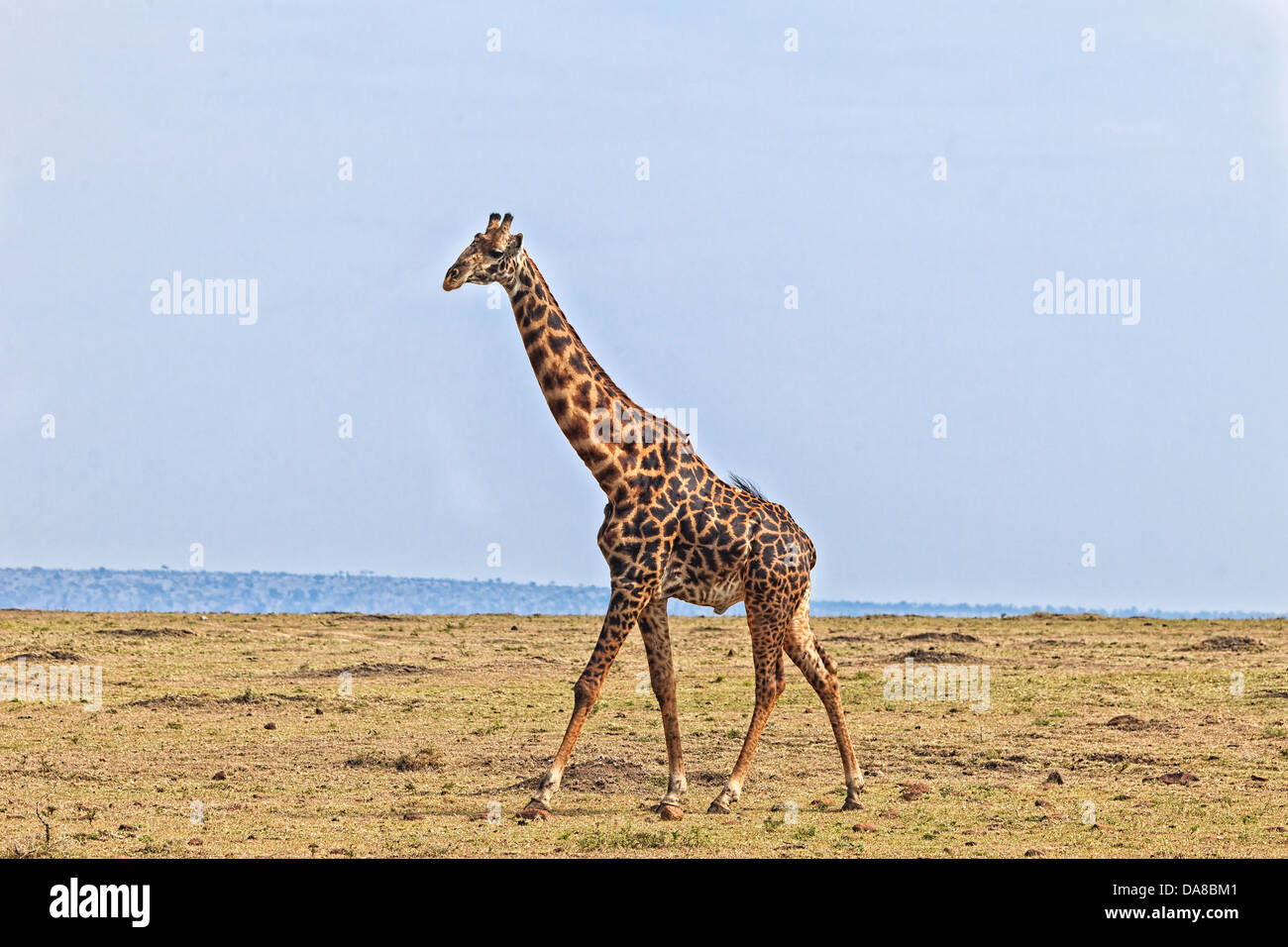 Male or bull giraffe calmly walking in the Masai Mara, Kenya Stock ...
