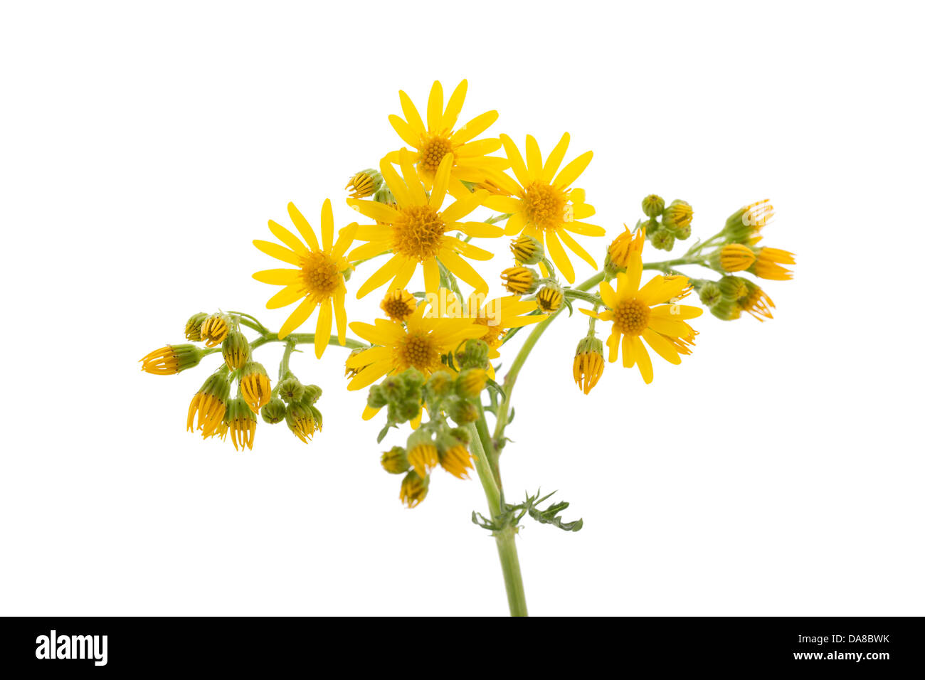 Yellow wild flowers hi-res stock photography and images - Alamy