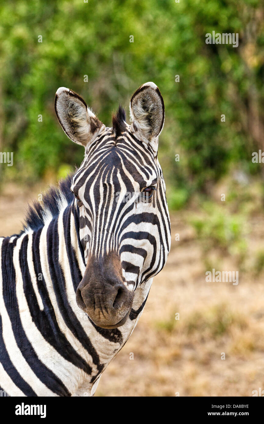 Zebras equus quagga masai mara hi-res stock photography and images - Alamy