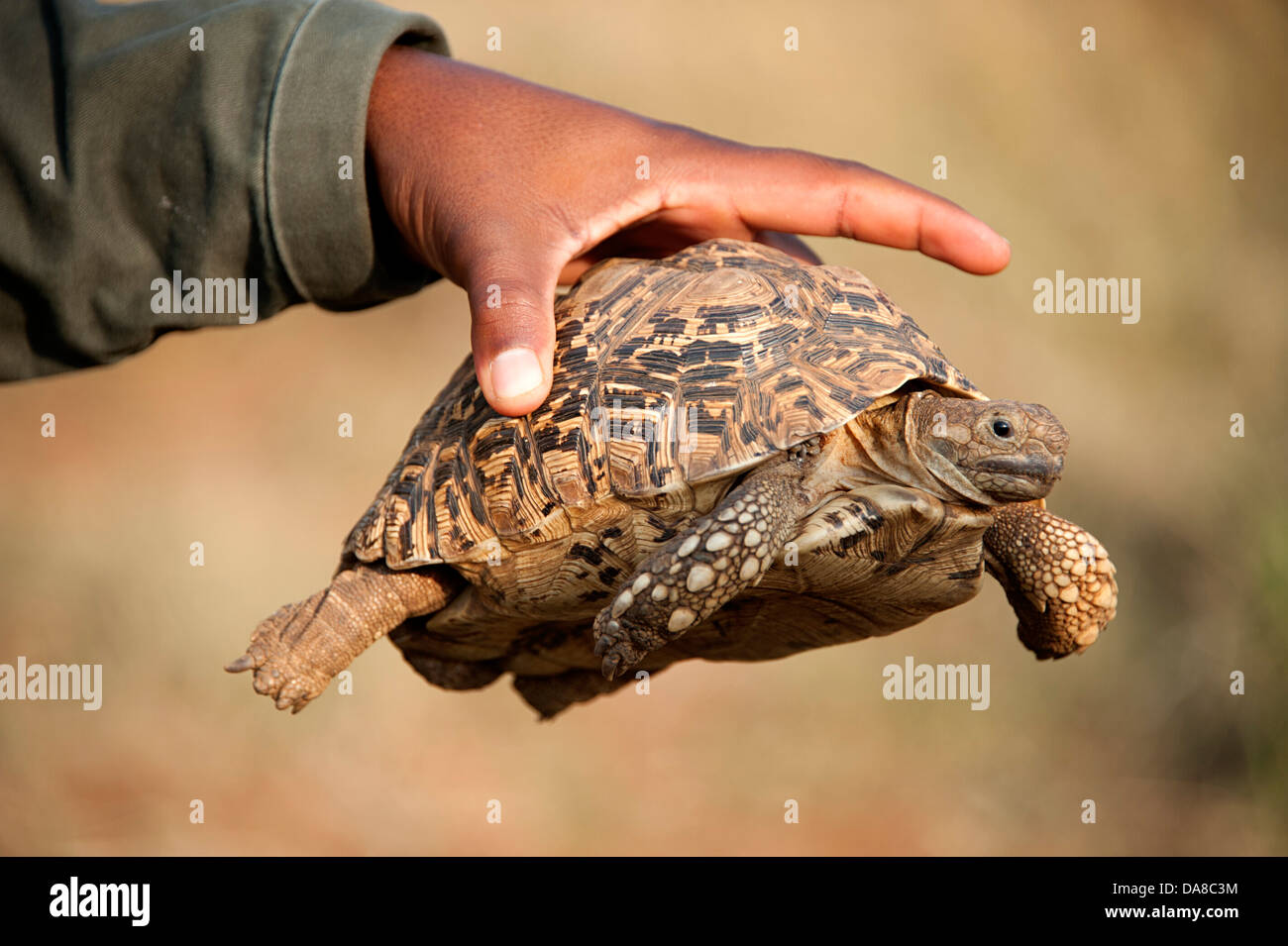 Tortoise markings hi-res stock photography and images - Alamy