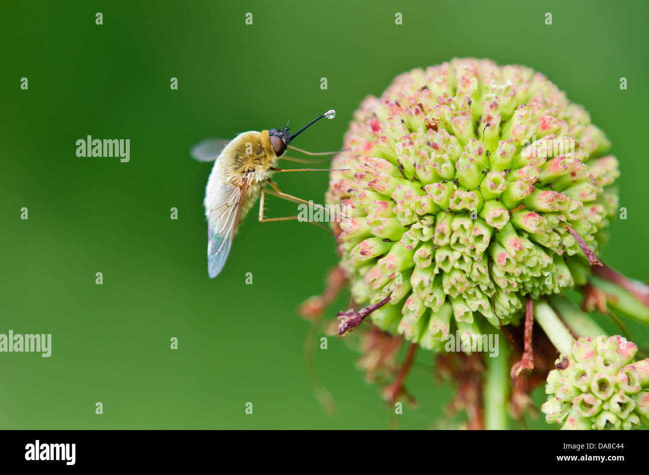 Button fly hi-res stock photography and images - Alamy