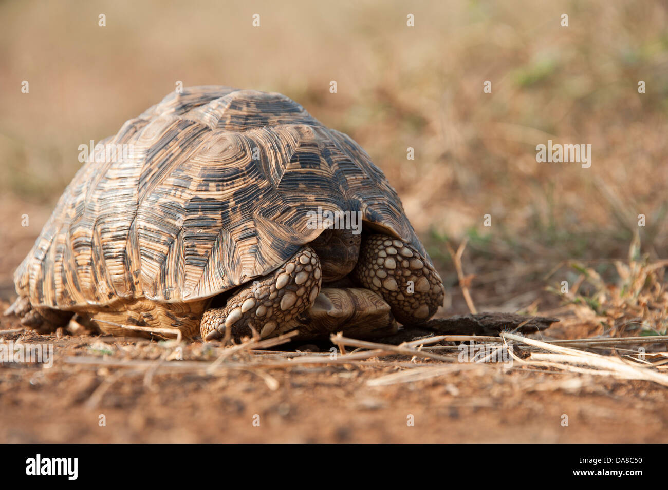 A leopard tortoise retracting into it's shell. Game reserve, South ...