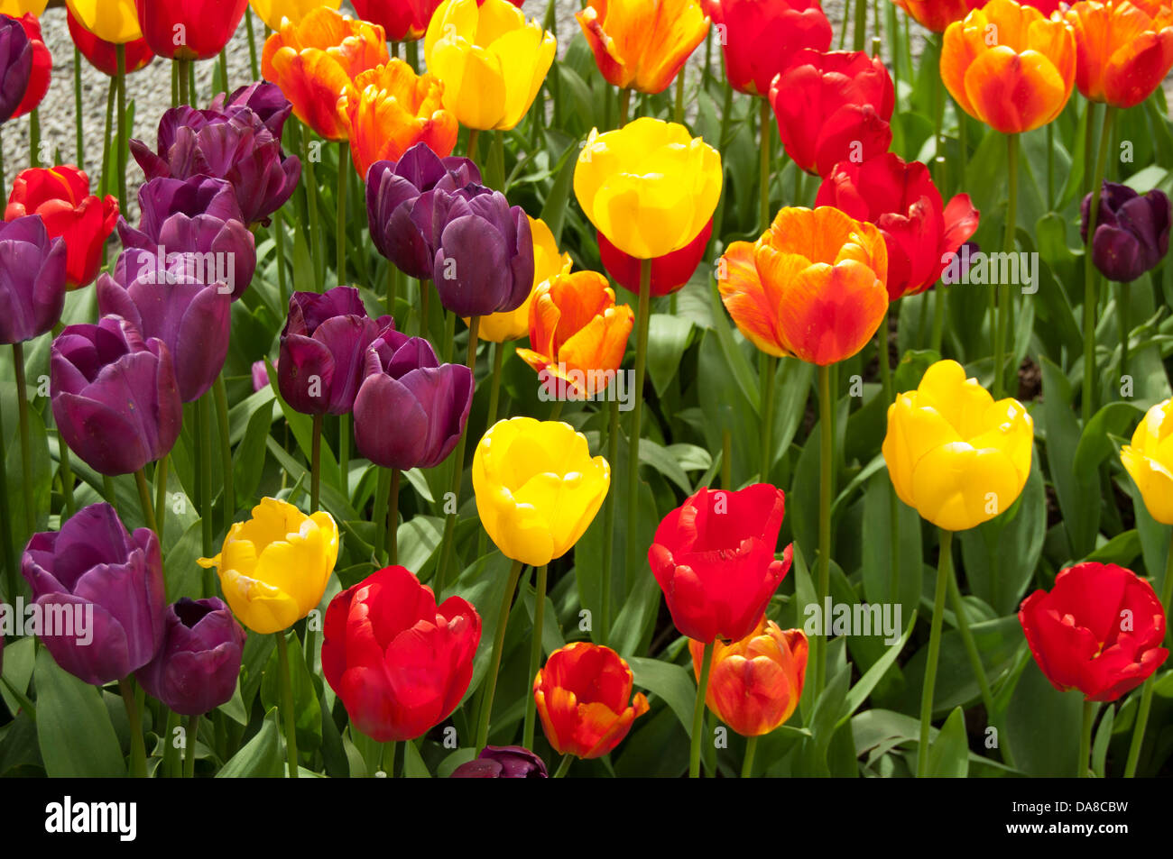 RoozenGaarde display gardens in the Skagit Valley,Washington State, a ...