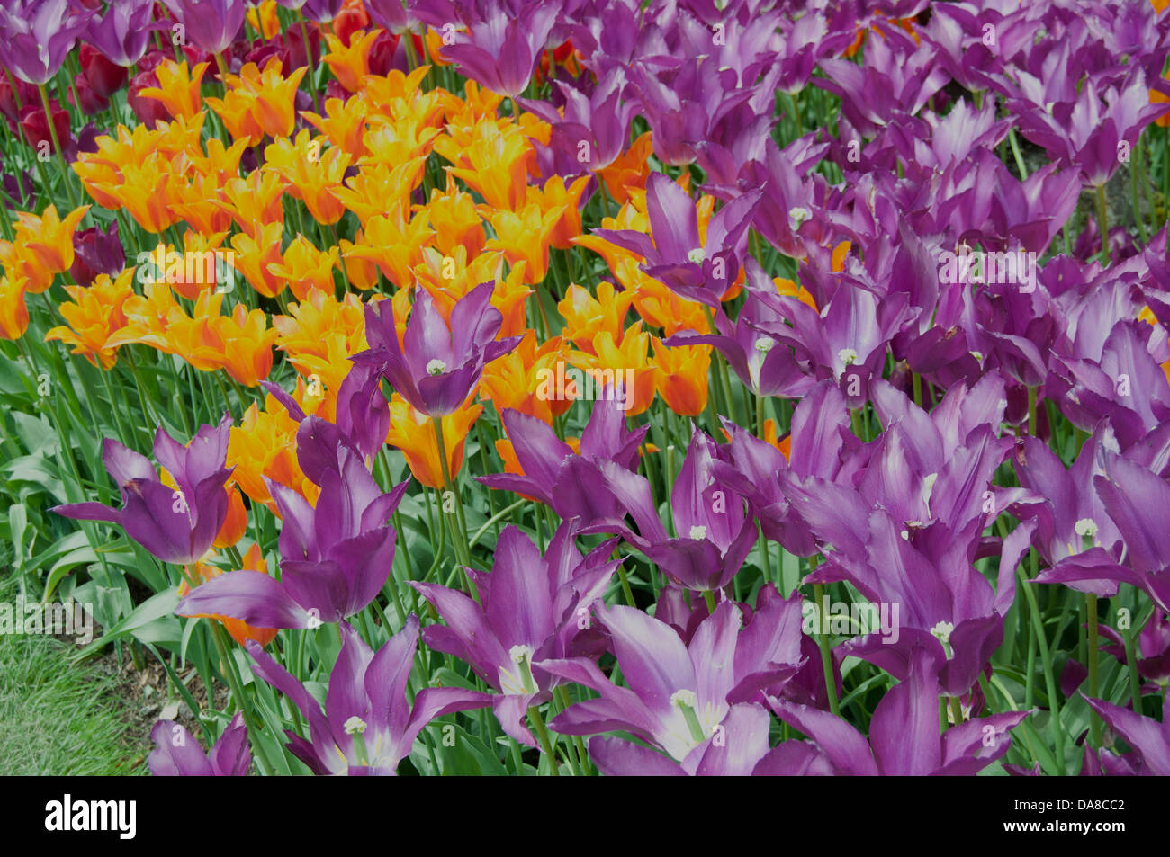 RoozenGaarde display gardens in the Skagit Valley,Washington State, a ...