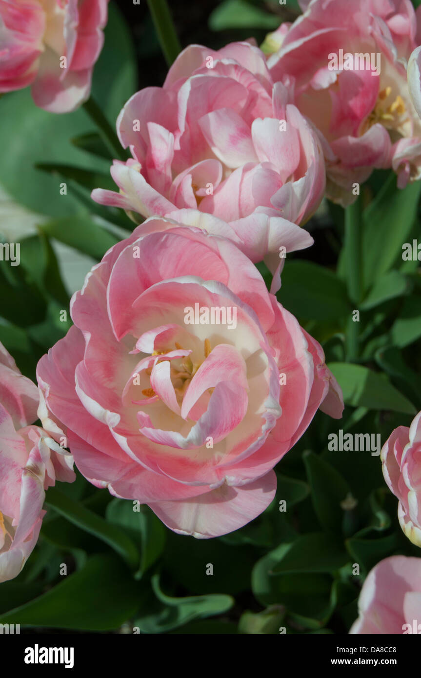 RoozenGaarde display gardens in the Skagit Valley,Washington State, a ...