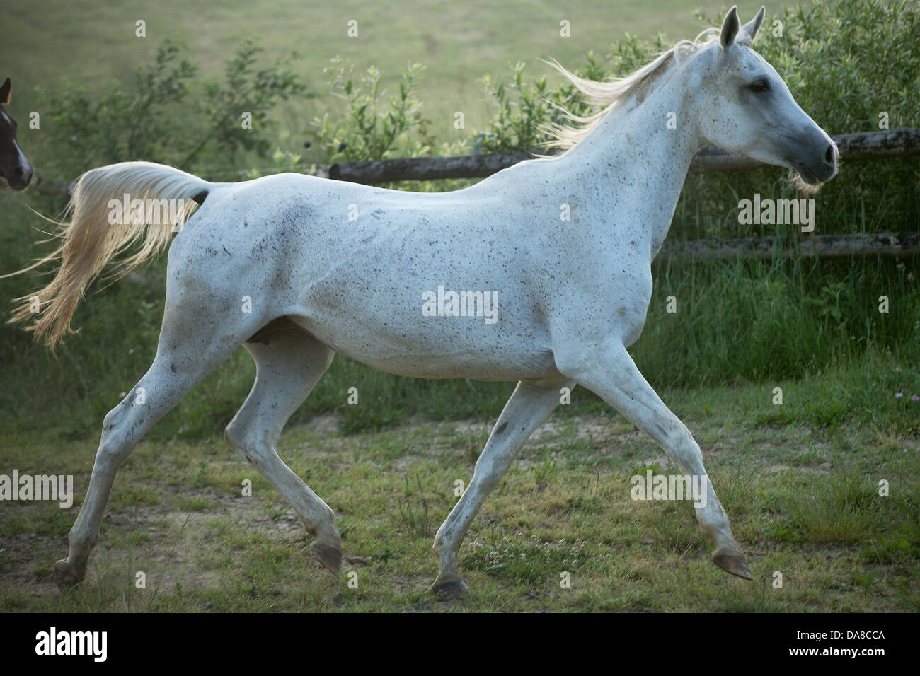 Great shoot of spotted white steed Stock Photo - Alamy