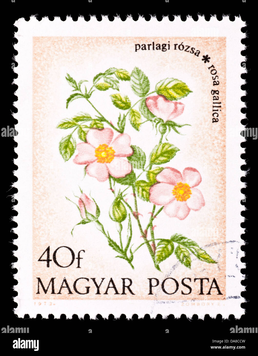 Hungary stamp rose hi-res stock photography and images - Alamy