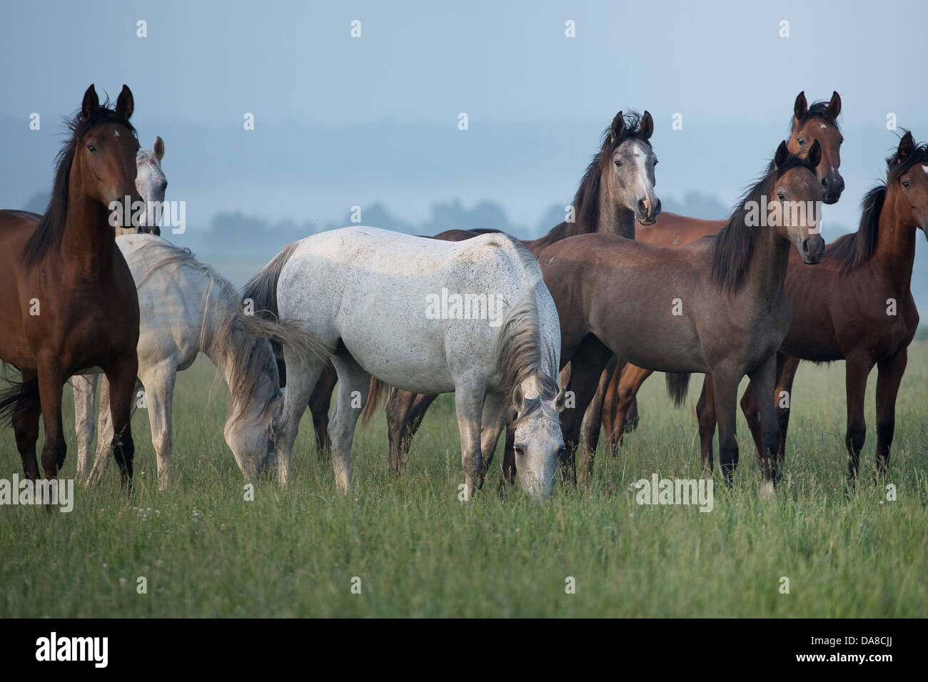 Bevy of wild horses on the meadow Stock Photo - Alamy