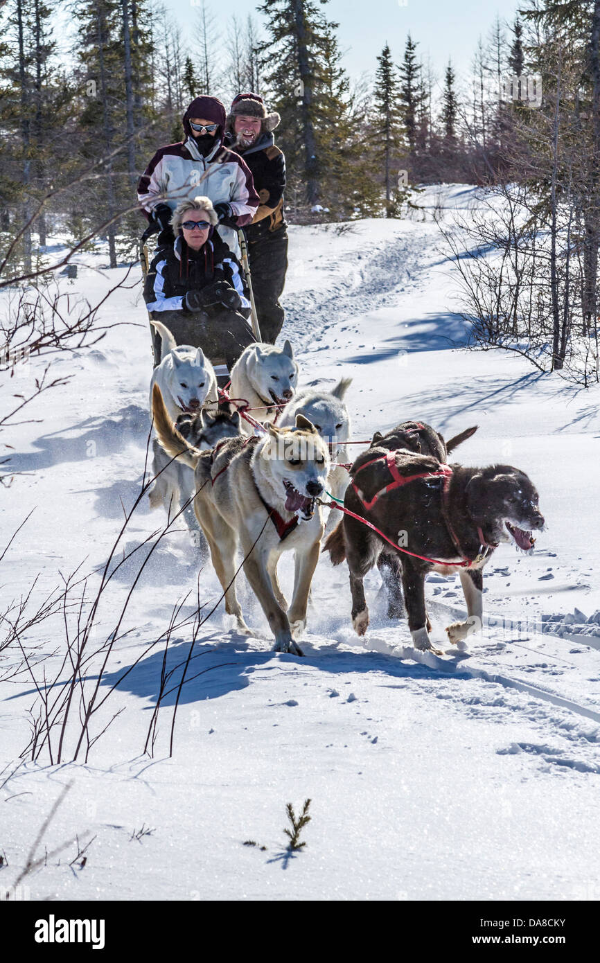Tourists enjoy ride in dog sled at Wapusk Adventures dog sledding yard ...