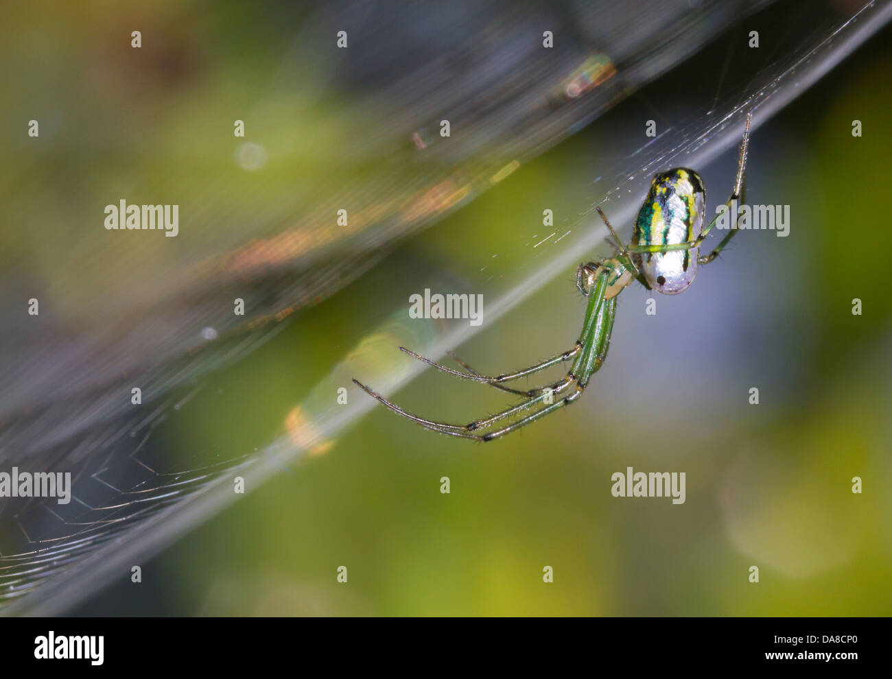 Orchard spider hi-res stock photography and images - Alamy