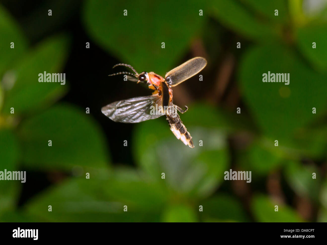 Firefly Insect Flying