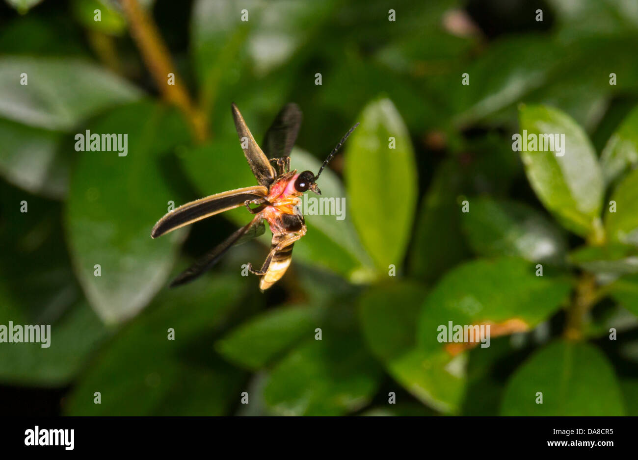 Firefly hi-res stock photography and images - Alamy