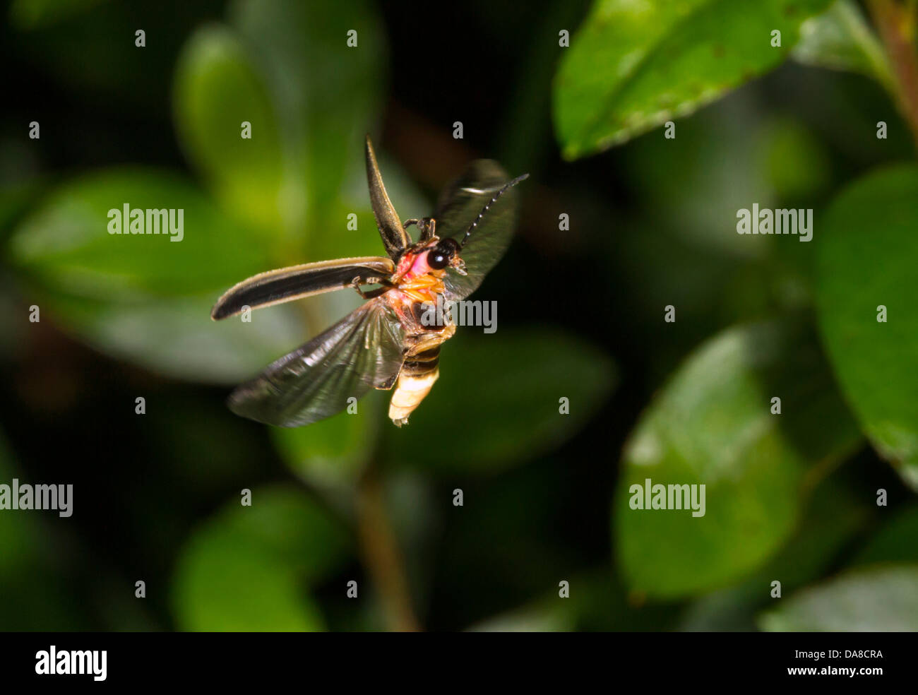 Firefly Insect Flying