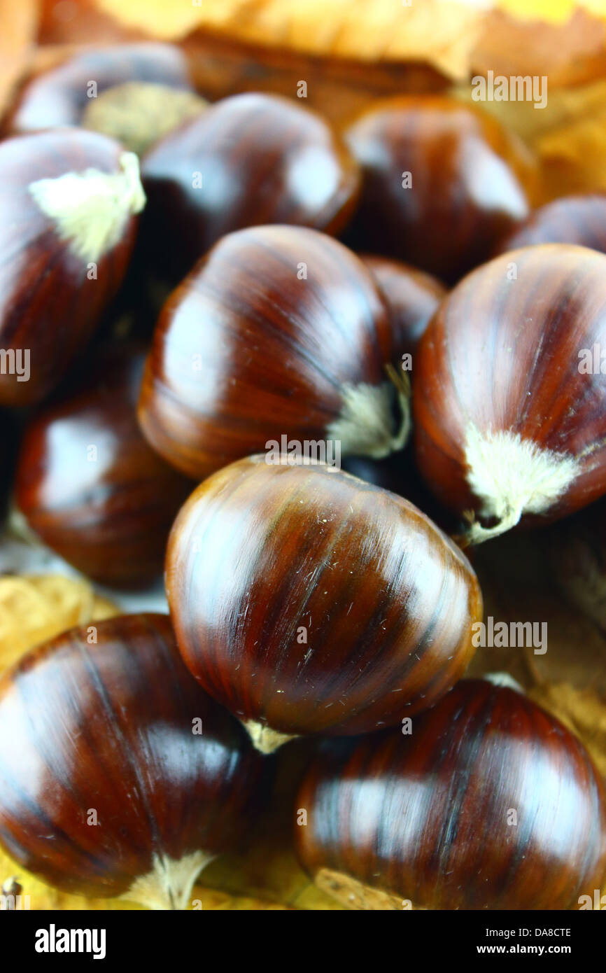 Sweet chestnuts with leaves on white background Stock Photo - Alamy