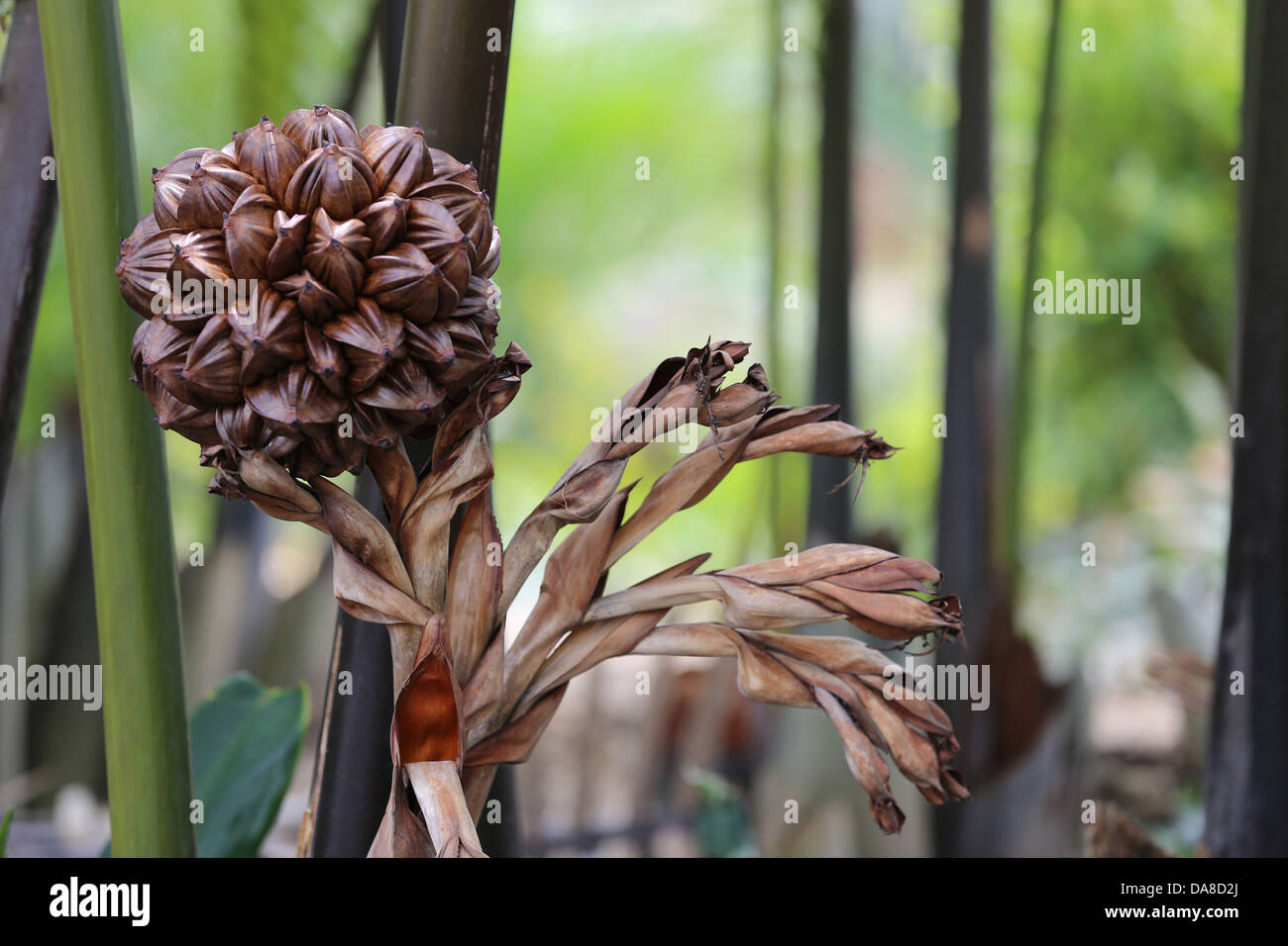Nipa Palm Fruit Stock Photo - Alamy
